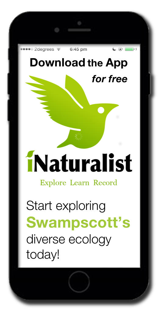 The Swampscott Conservancy – Preserving Swampscott's Natural Wonder